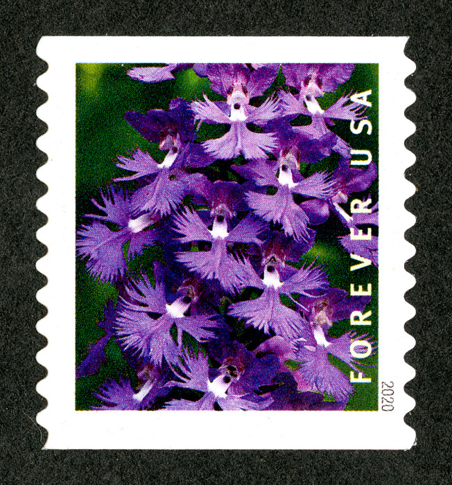 Platanthera Grandiflora - Horizontal Imperforate - United States ...
