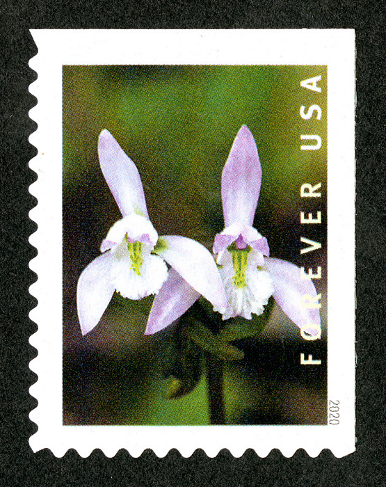 Triphora Trianthophoros - Two Flowers - Booklet Single - United States ...