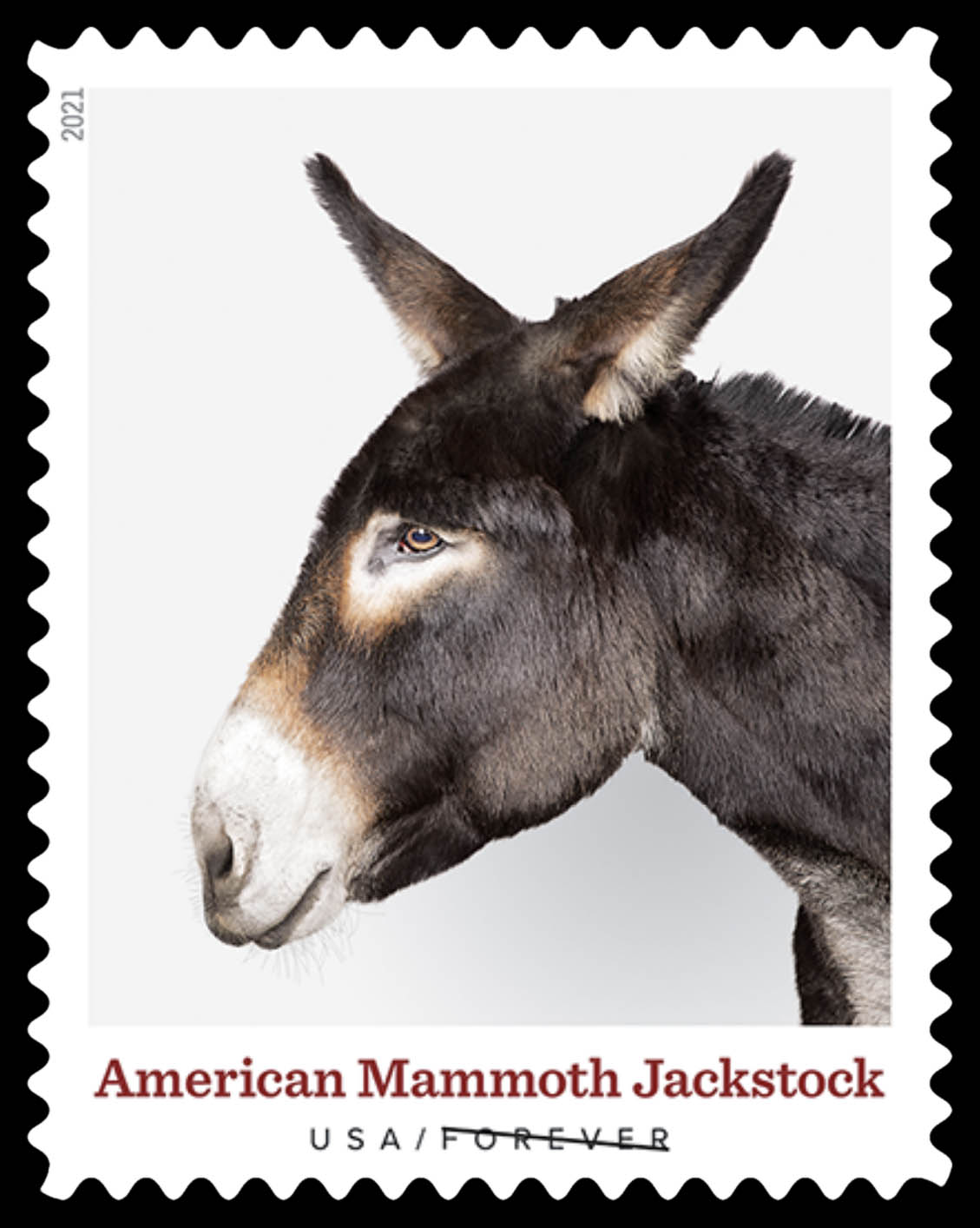 American Mammoth Jackstock - Donkey - United States Postage Stamp ...