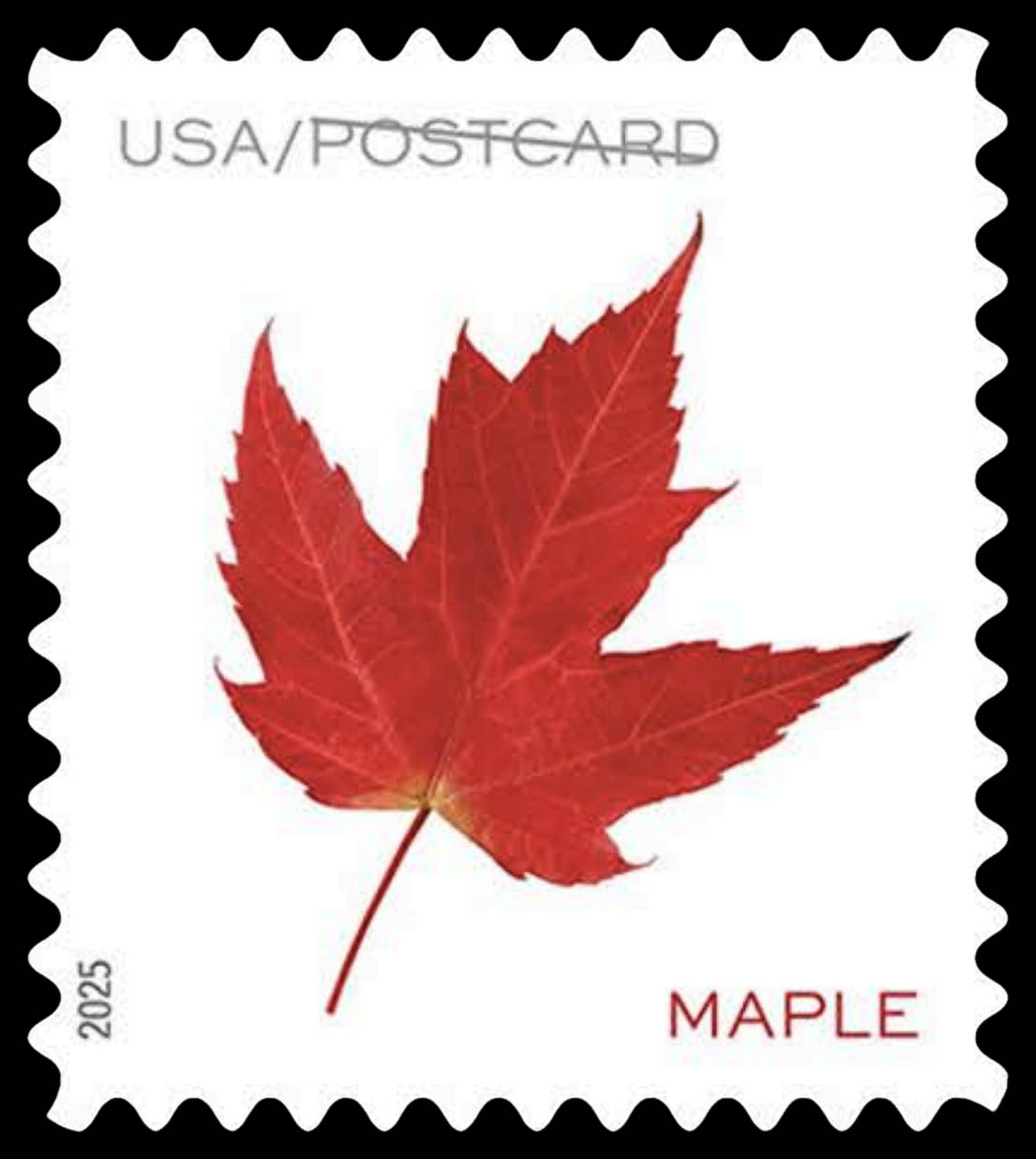Red Maple Leaf - Postcard Rate - Horizontal Imperforate - United States ...