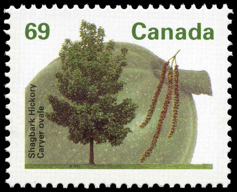 Shagbark Hickory - HP - Canada Postage Stamp | Fruit Trees